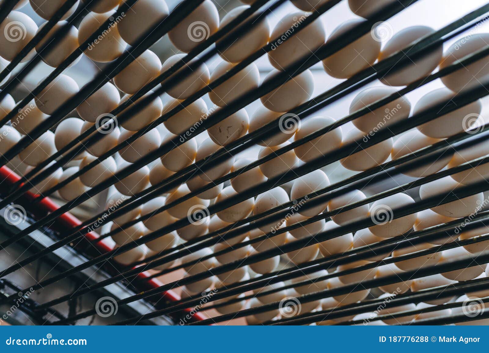 Production For Sorting Chicken Eggs, The Process Of Selection Of ...