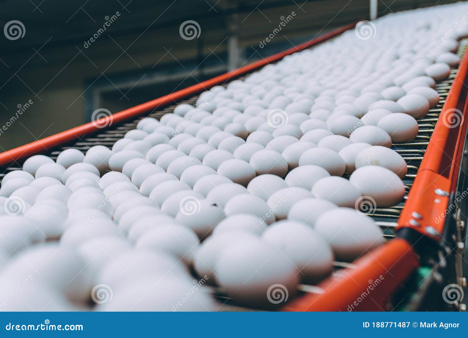 Egg Factory Industry Poultry Conveyor Production Stock Image - Image of ...