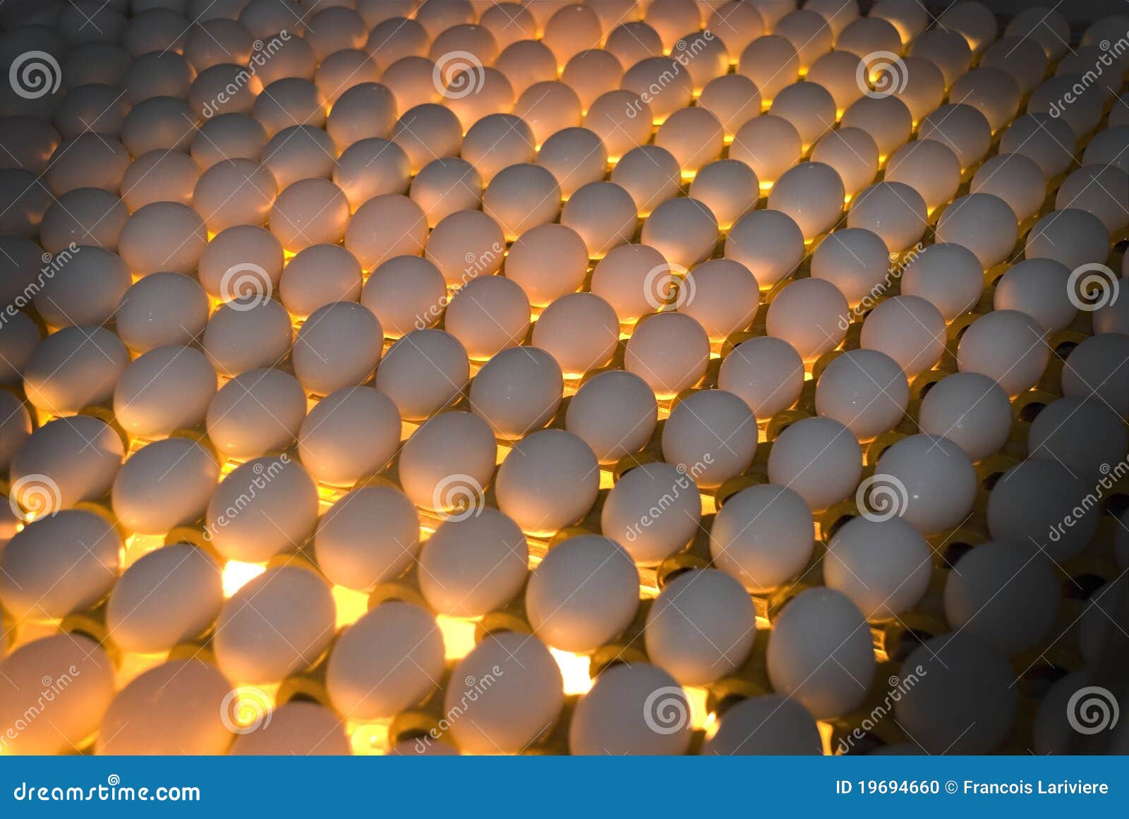 Egg Factory - Quality Control by Candling Stock Photo - Image of amount ...