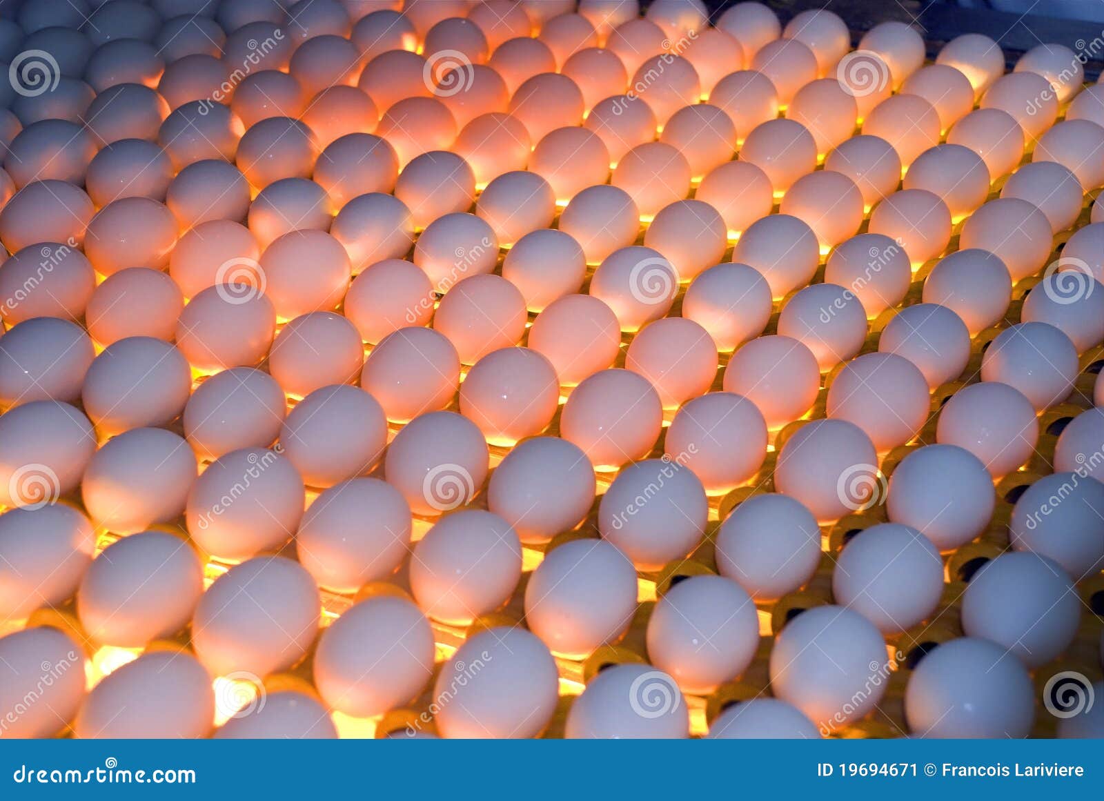 Egg Factory - Quality Control by Candling Stock Image - Image of ...