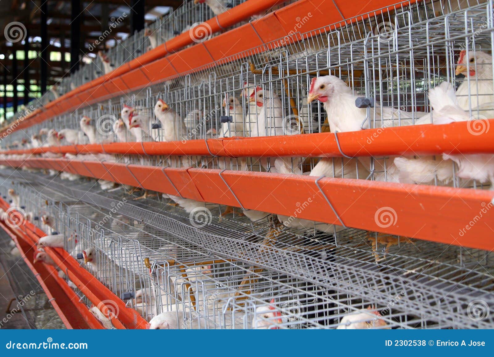 Egg farm stock photo. Image of cage, chicken, hens, layers - 2302538