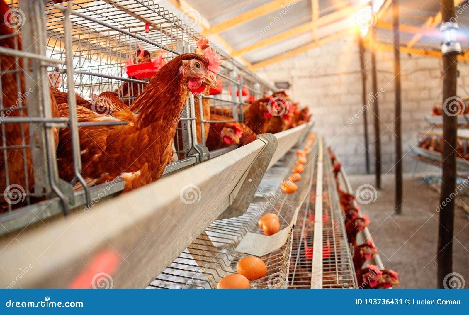 Egg farm stock image. Image of egglaying, indoor, countryside - 193736431