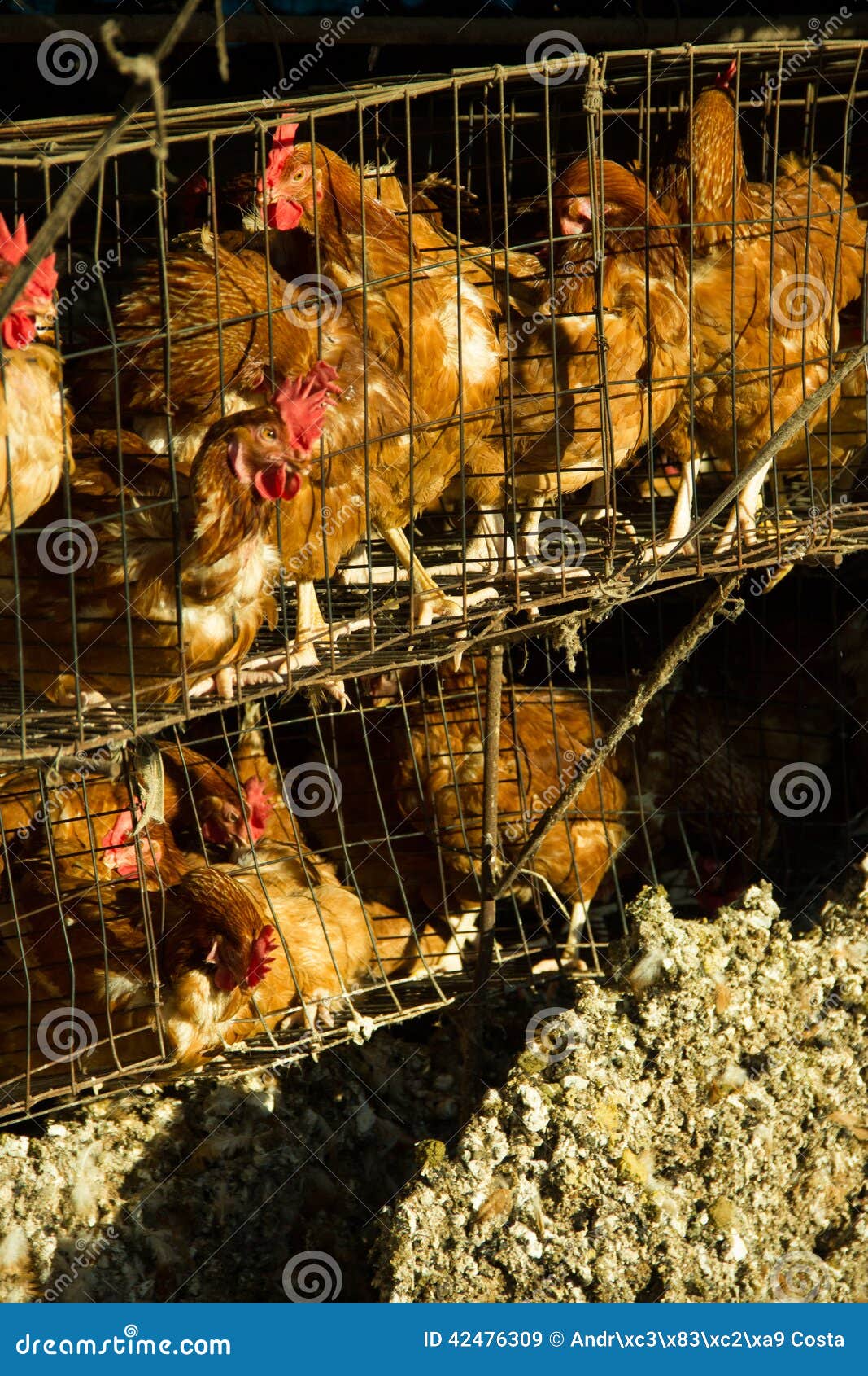 Egg Farm stock image. Image of condiction, fowl, perspective - 42476309