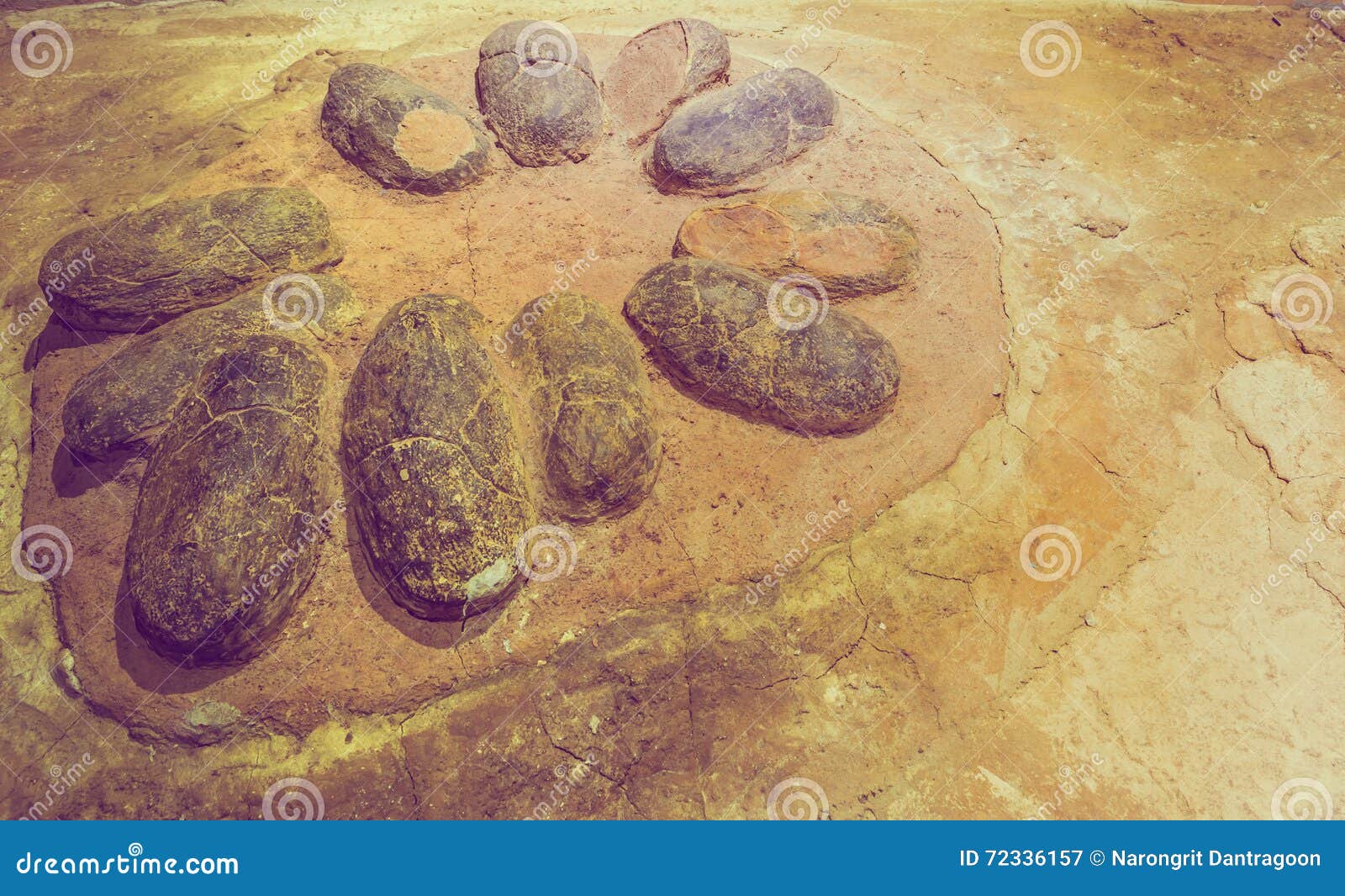 Egg Fossil Dinosaur on Rock Background. Stock Image - Image of ...