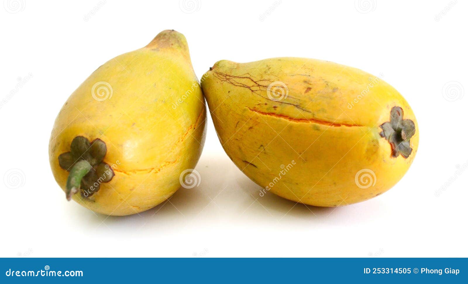 Egg Fruit, Canistel, Yellow Sapote Stock Image - Image of trees ...