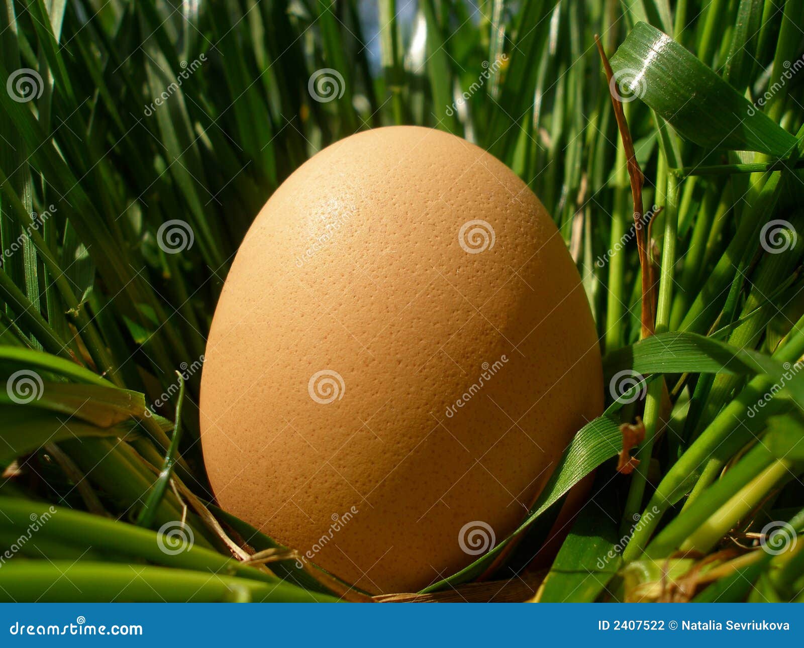 Egg in grass stock photo. Image of eggshell, symbol, spring - 2407522