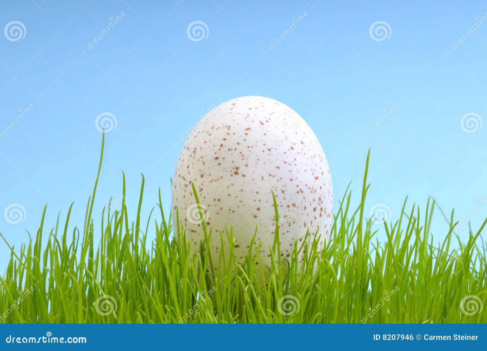 Egg in grass stock photo. Image of white, sitting, season - 8207946