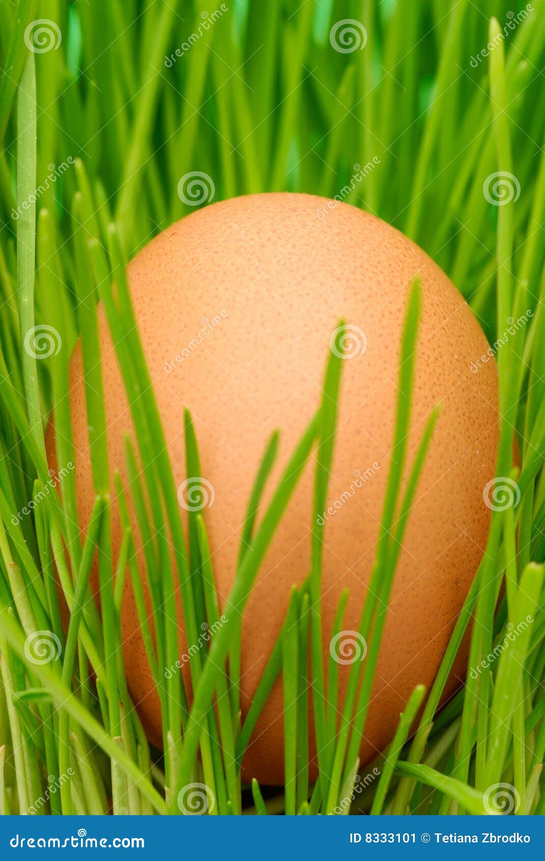 Egg on grass stock image. Image of foliage, object, traditional - 8333101