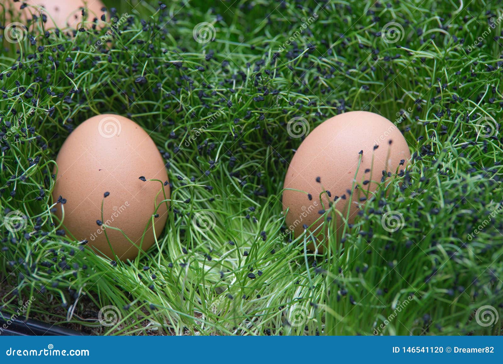 Egg on grass. Easter egg stock photo. Image of easter - 146541120