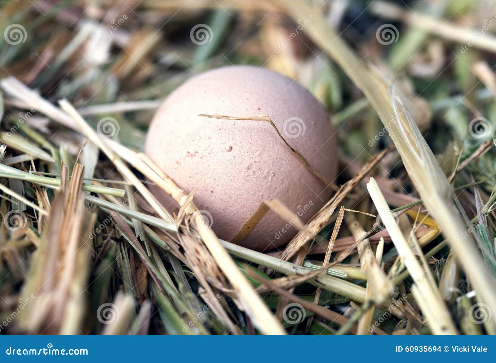 Egg in Grass stock photo. Image of detail, straw, outdoors - 60935694