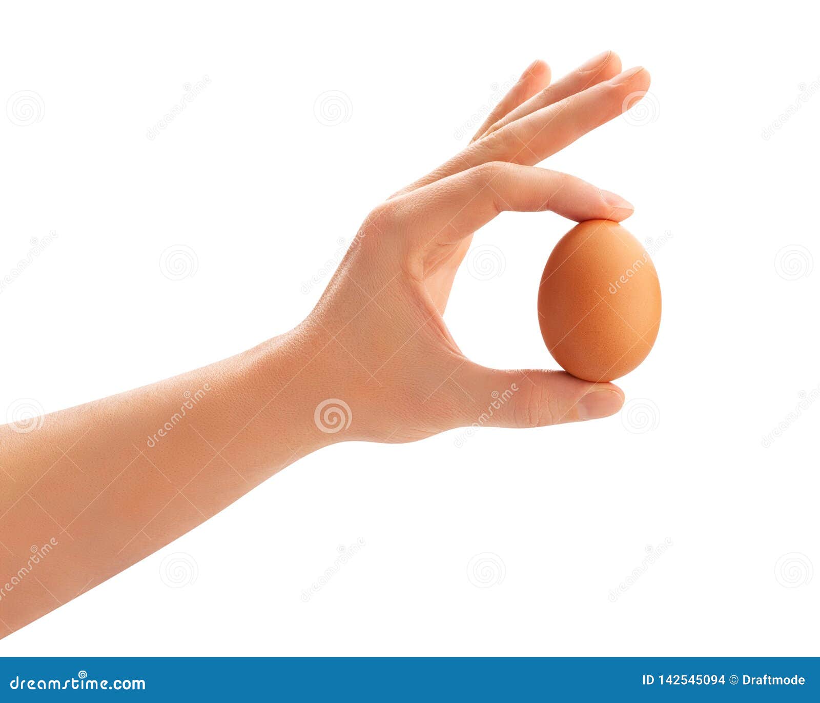Egg in hand stock photo. Image of chicken, path, organic - 142545094