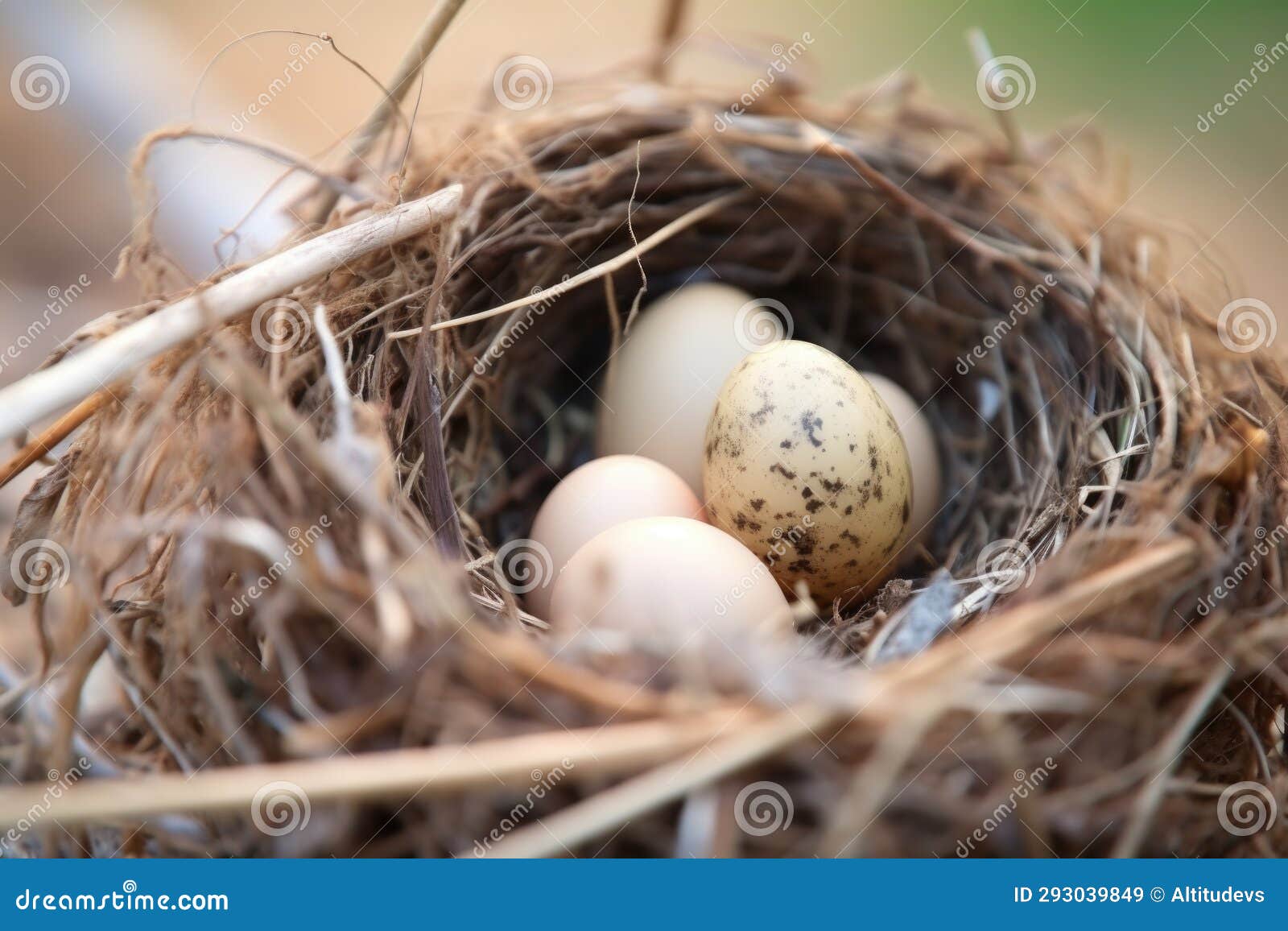 An Egg Hatching in a Birds Nest Stock Image - Image of life, birds ...