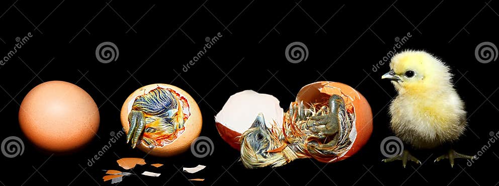 Egg hatching chick stock photo. Image of breed, yellow - 30471080