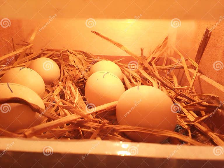 Egg hatching process stock image. Image of manual, incubator - 293291733