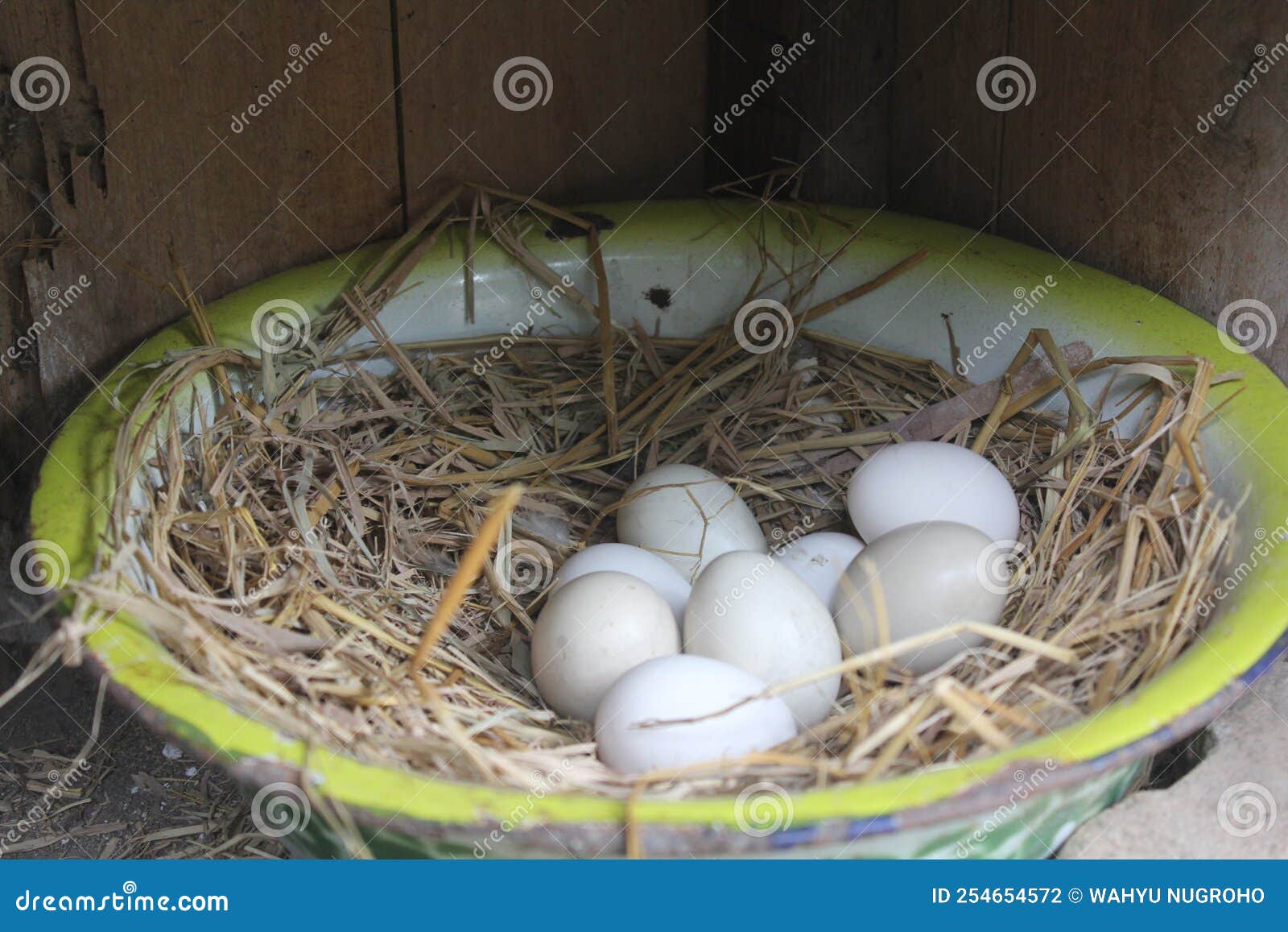 Egg of Indonesian Java Chicken Stock Photo - Image of java, indonesia ...