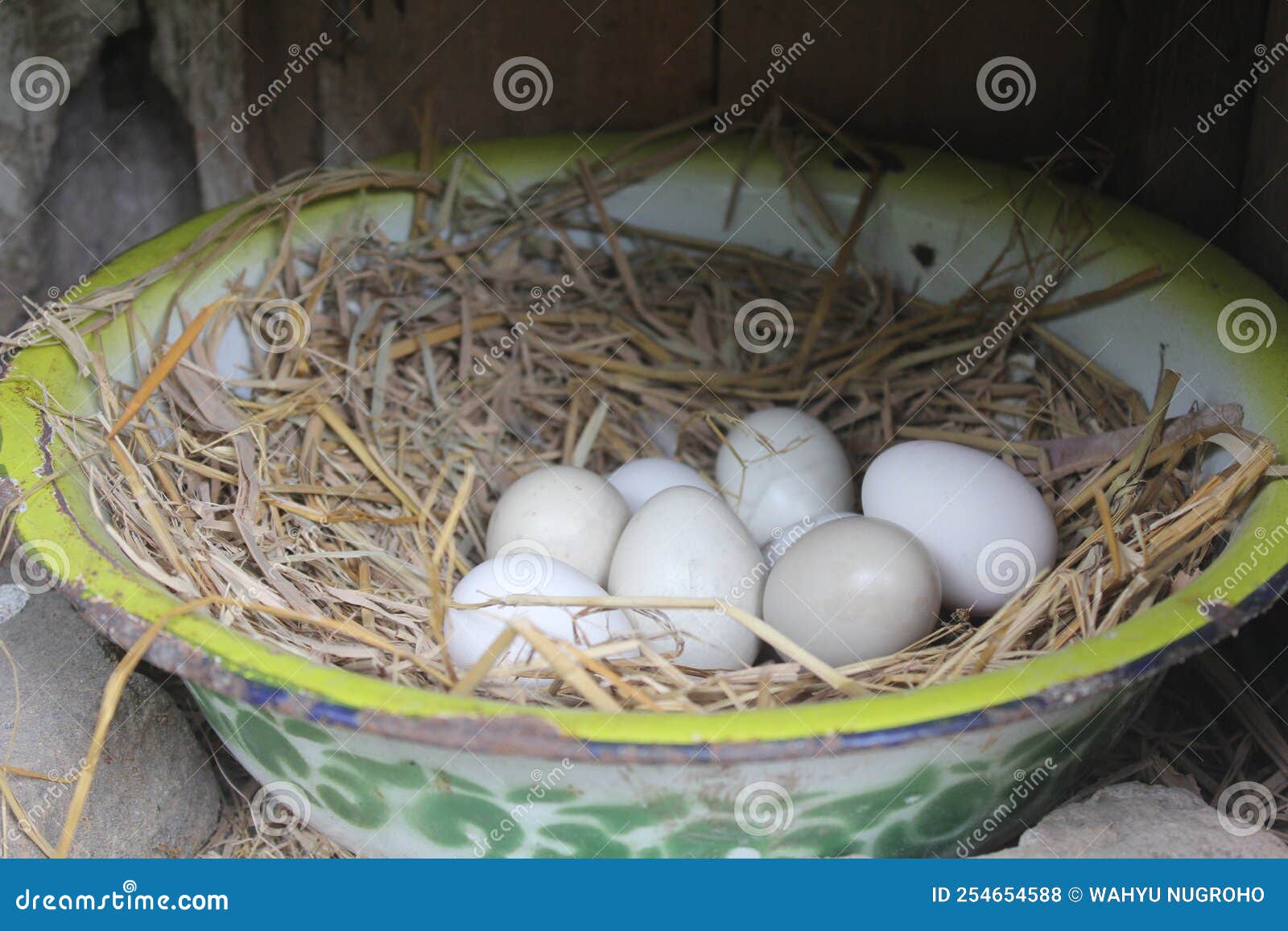 Egg of Indonesian Java Chicken Stock Photo - Image of java, indonesia ...