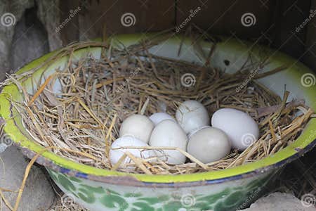 Egg of Indonesian Java Chicken Stock Photo - Image of java, indonesia ...