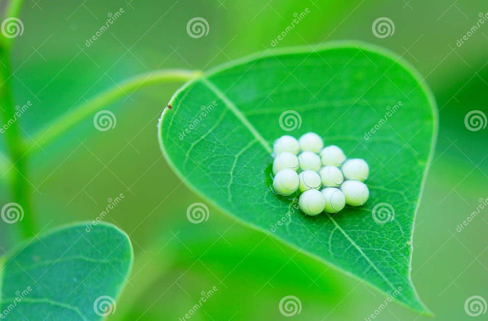 The egg of insect stock illustration. Illustration of summer - 5133601