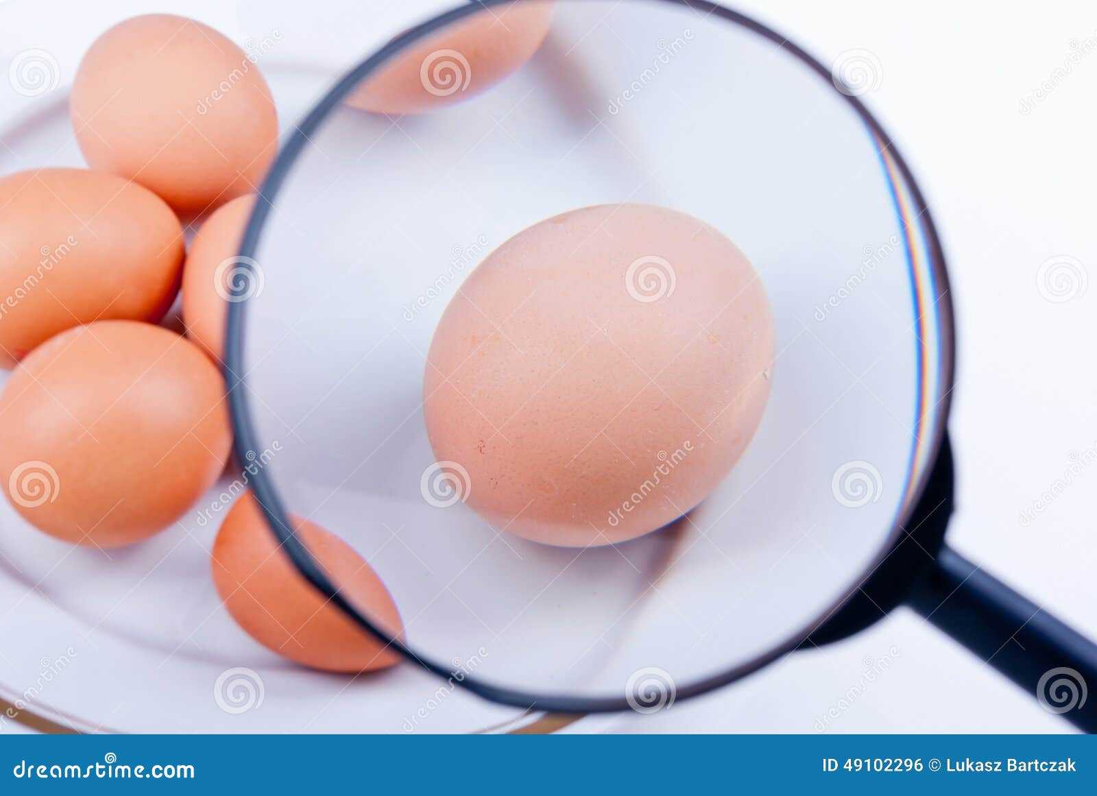 Egg inspection stock photo. Image of preservatives, quality - 49102296