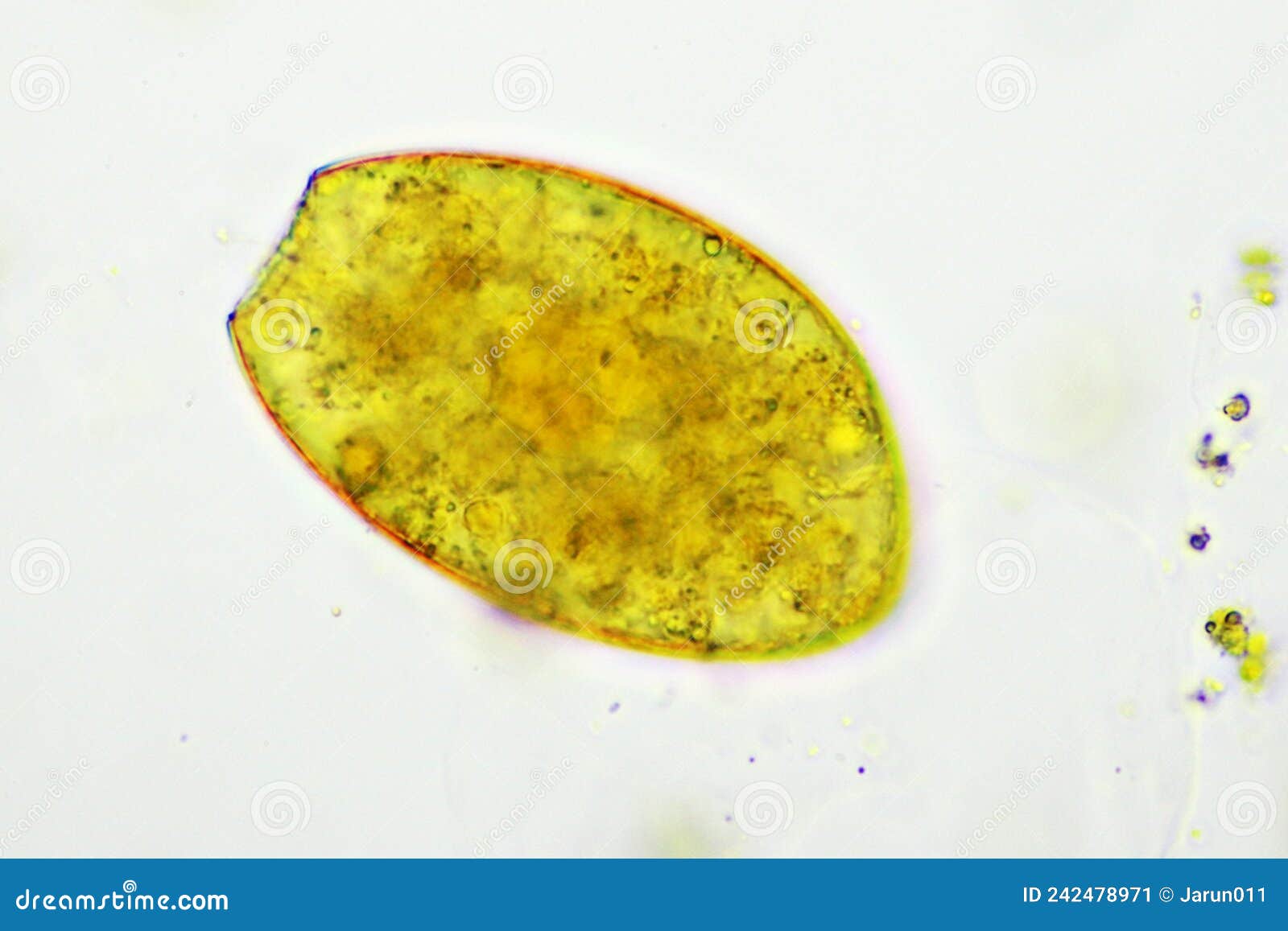 Egg of Intestinal Fluke in Human Stool Stock Image - Image of analyze ...