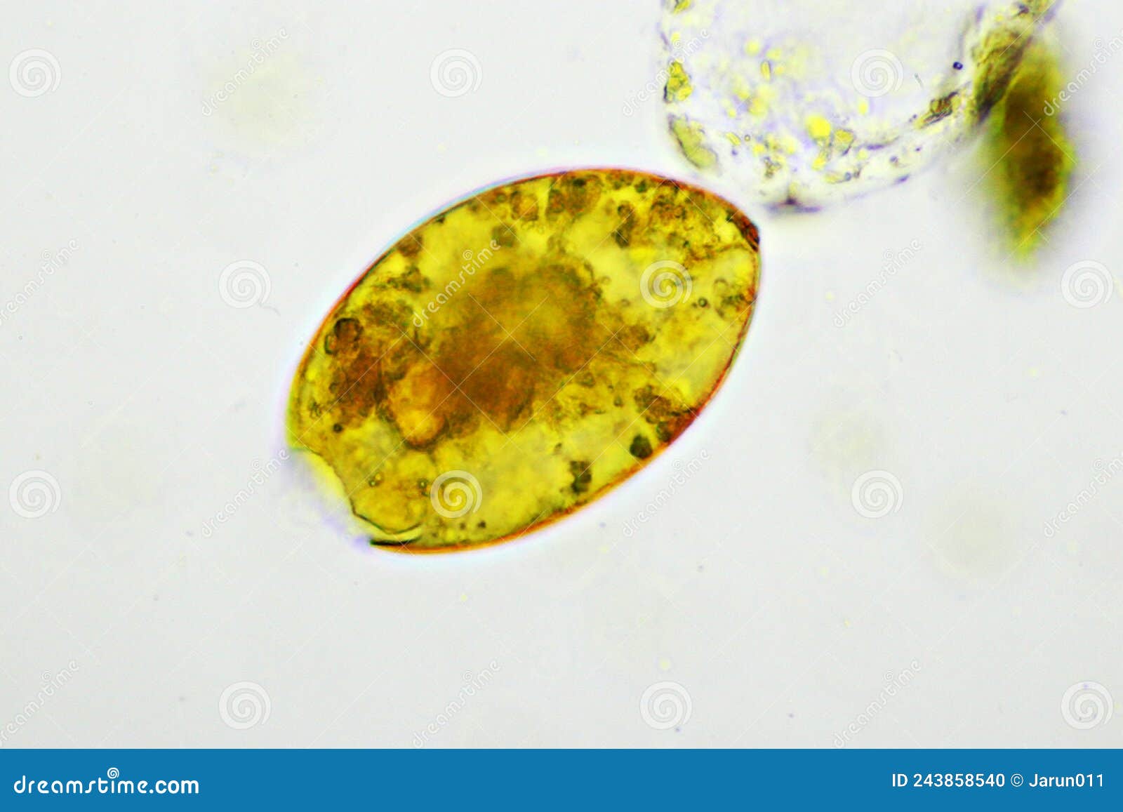 Egg of Intestinal Fluke in Human Stool Stock Photo - Image of ...