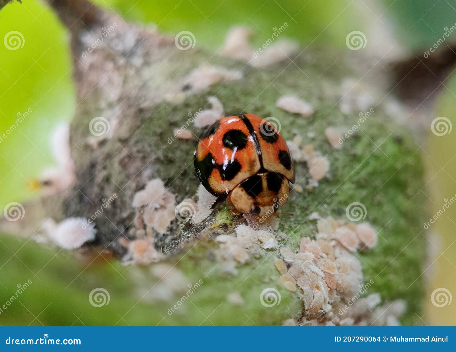The egg of ladybug stock photo. Image of colour, ladybug - 207290064