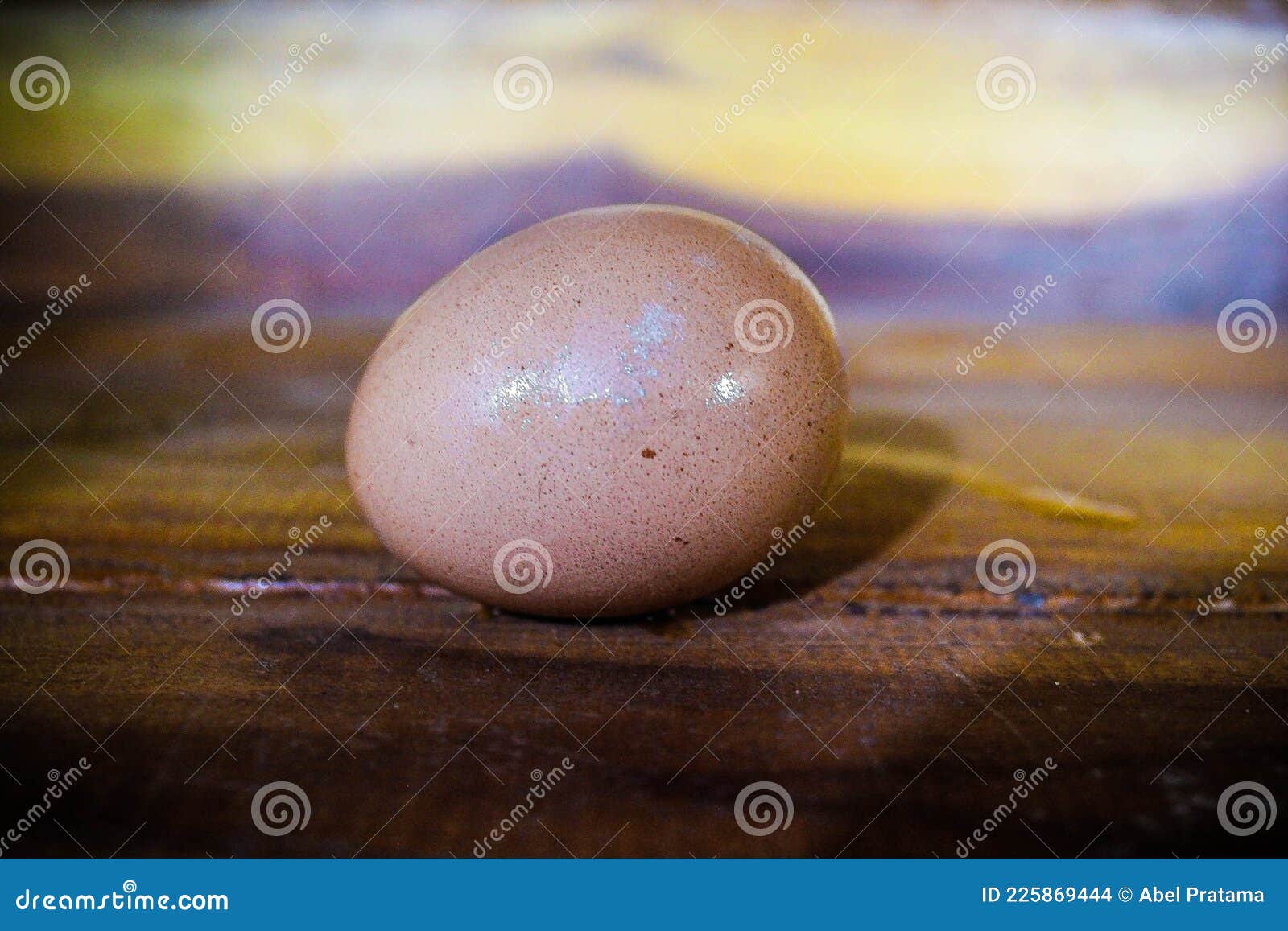 An egg laid stock photo. Image of nutritious, freshness - 225869444