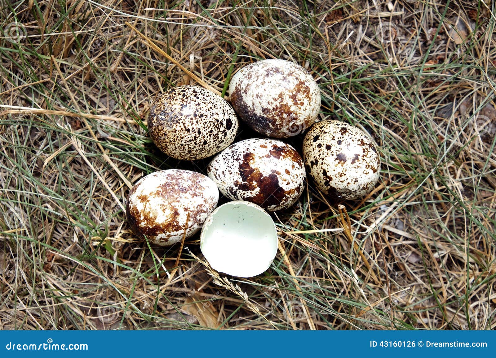 Egg-laying birds stock photo. Image of grass, beginning - 43160126
