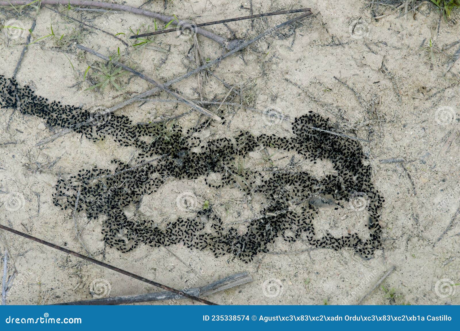 Egg Laying of the Common Toad, in a Pond. Stock Photo - Image of spring ...