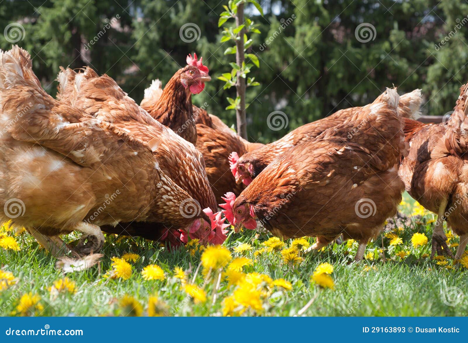 Egg-laying hens stock image. Image of food, peck, chicken - 29163893