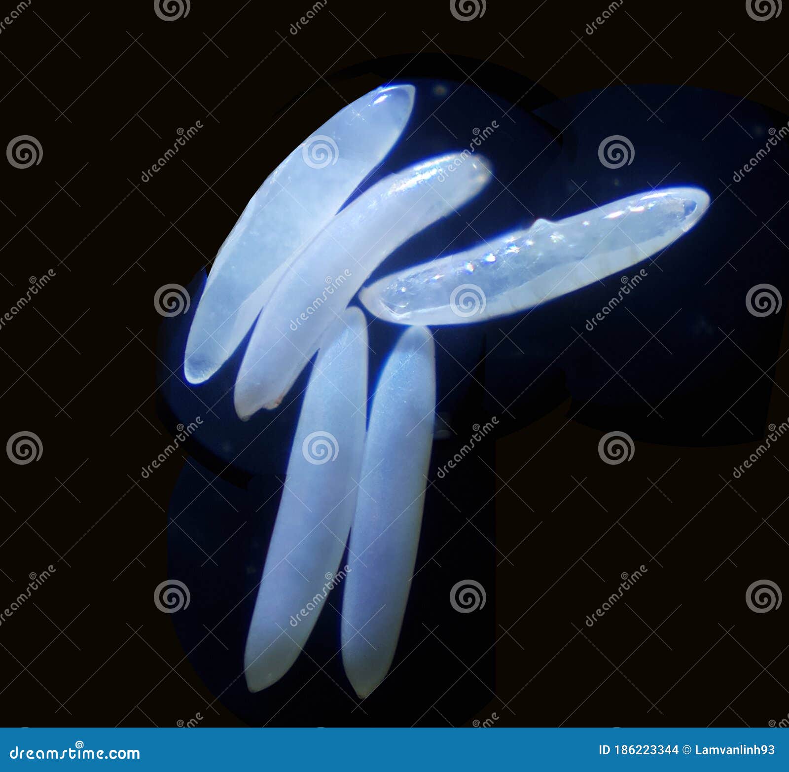 Egg of Melon Fly Was Shoot on Microscope. Stock Photo - Image of ...