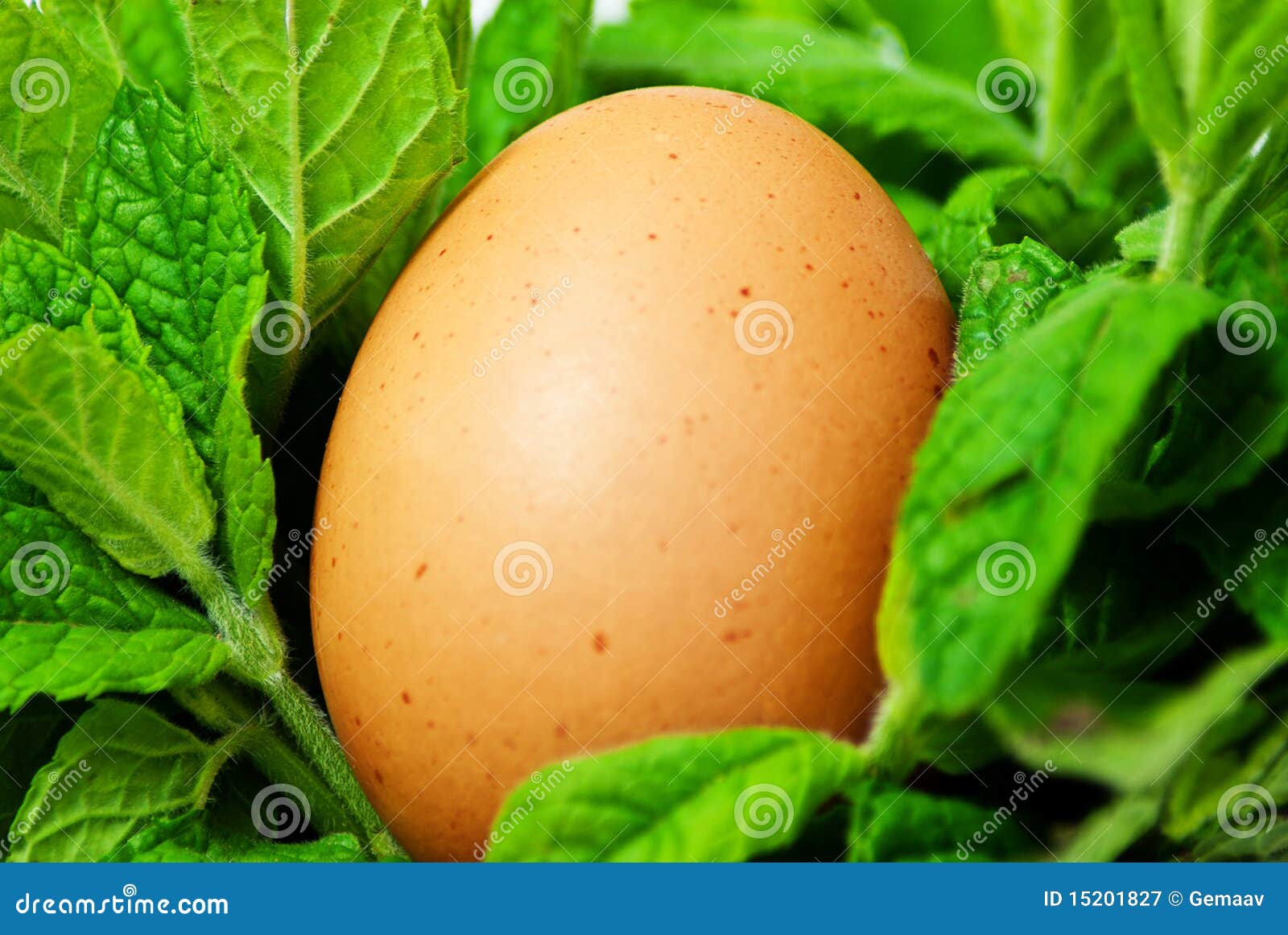 Egg between mint stock image. Image of nature, green - 15201827