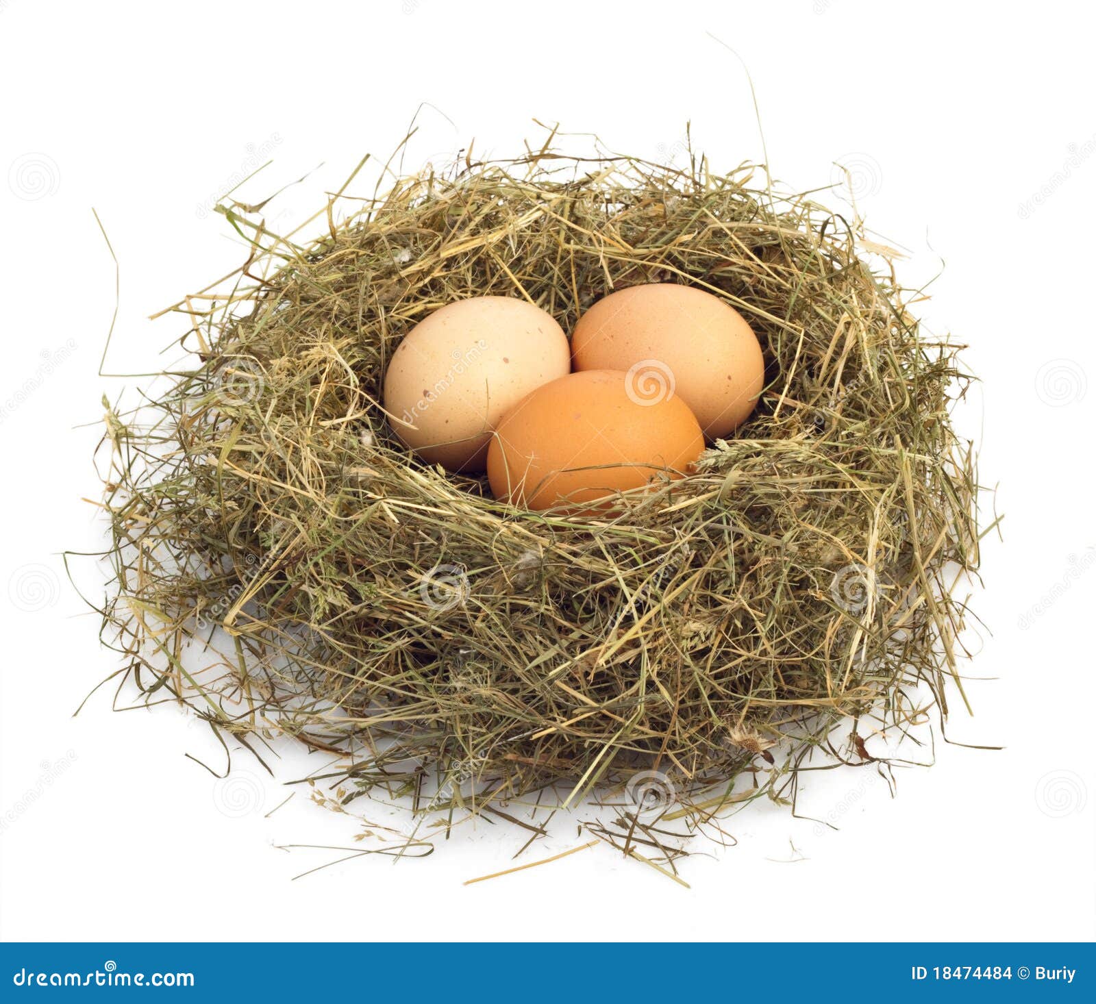 Egg in nest stock photo. Image of three, create, shelter - 18474484