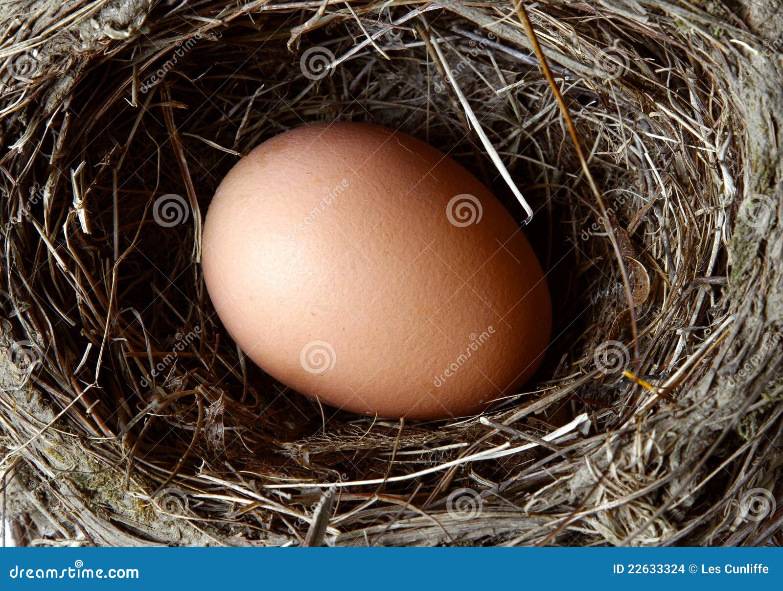 Egg in nest stock photo. Image of nest, single, birth - 22633324