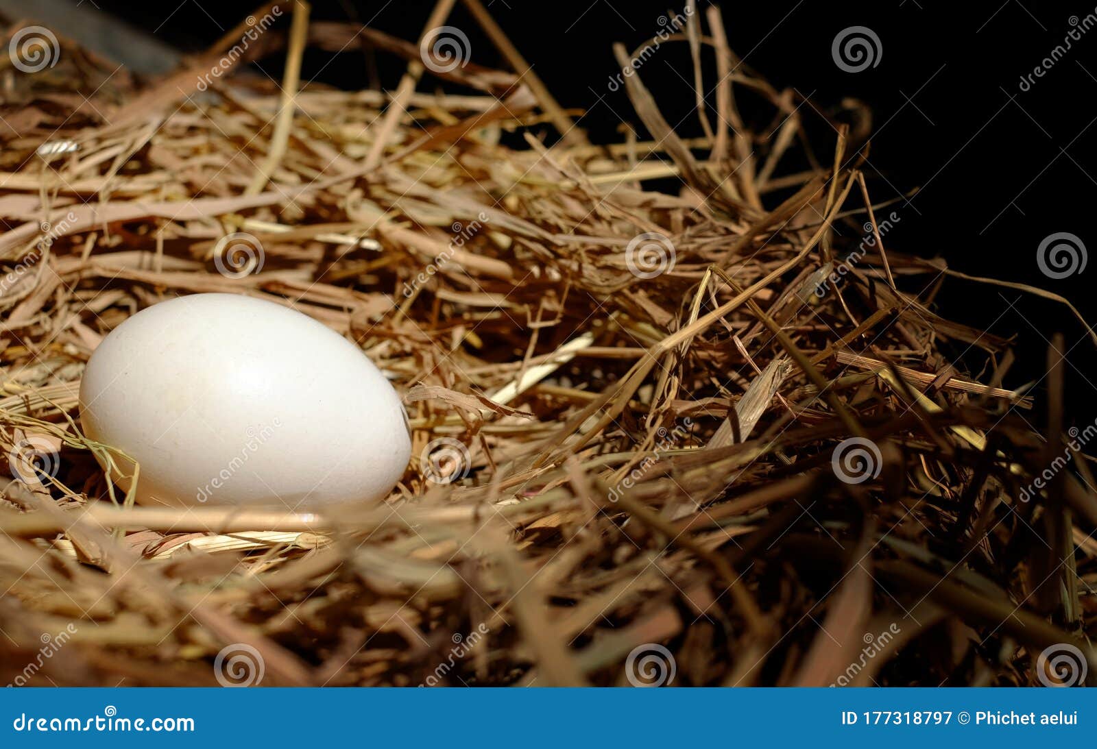A Egg is in the Nest of the these Native Breeders Were Raised in the ...