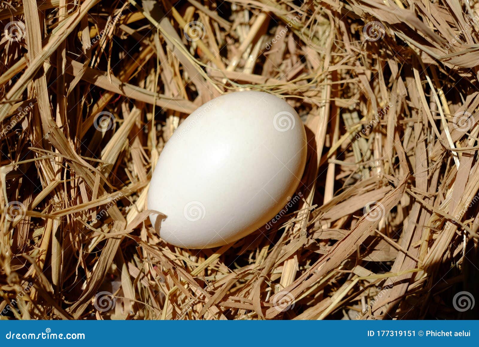 A Egg is in the Nest of the these Native Breeders Were Raised in the ...