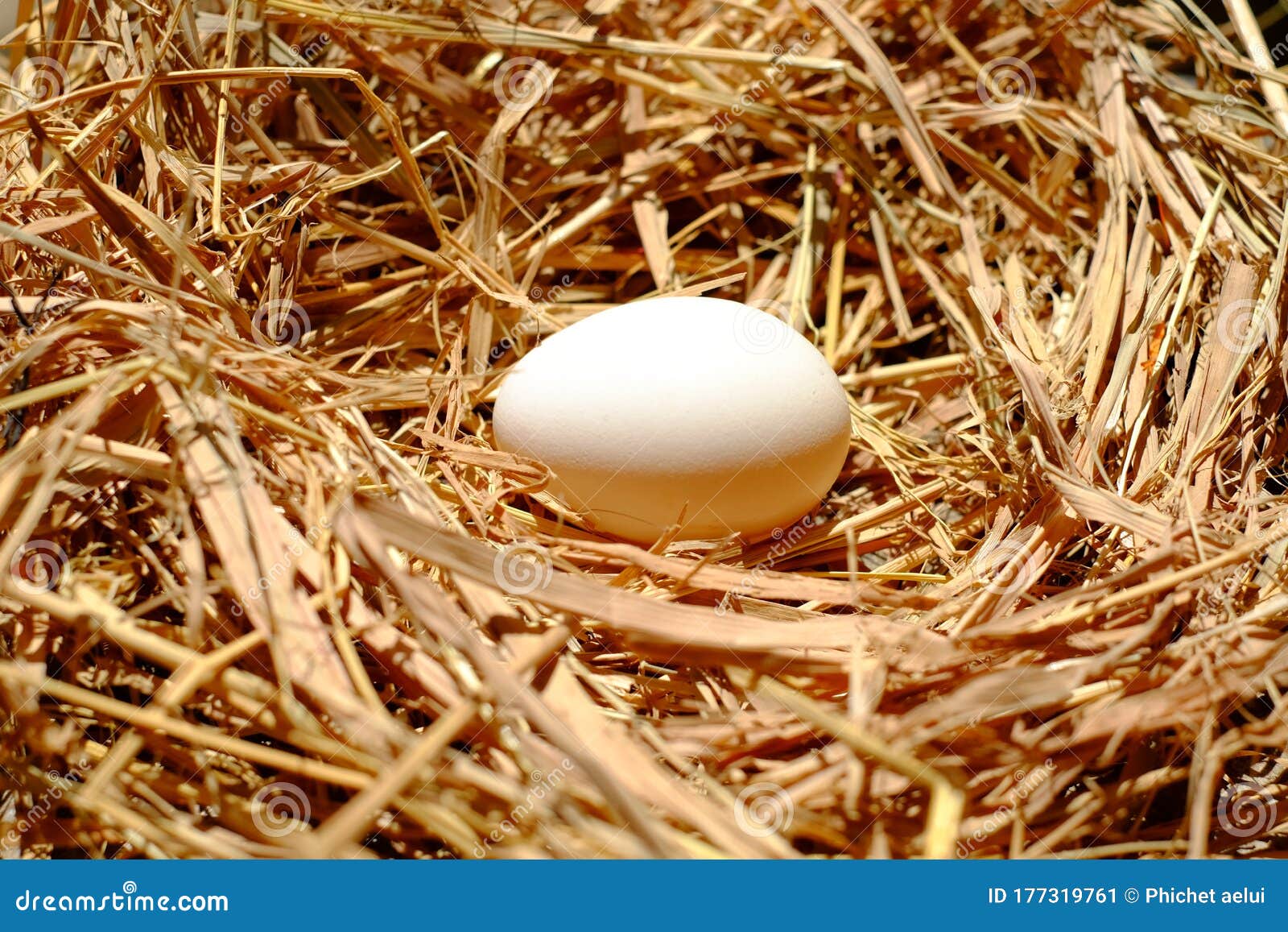 A Egg is in the Nest of the these Native Breeders Were Raised in the ...