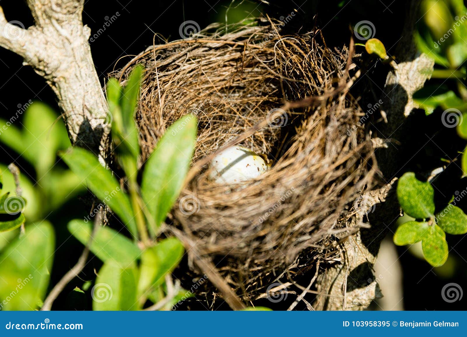 Egg in the Nest of a Small Bird on a Tree Stock Image - Image of green ...