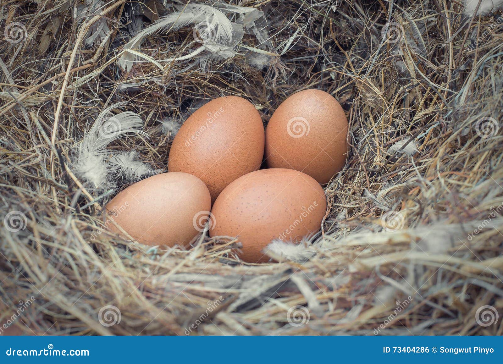 Egg in a Nest Waiting To Hatch Stock Photo - Image of three, horizontal ...