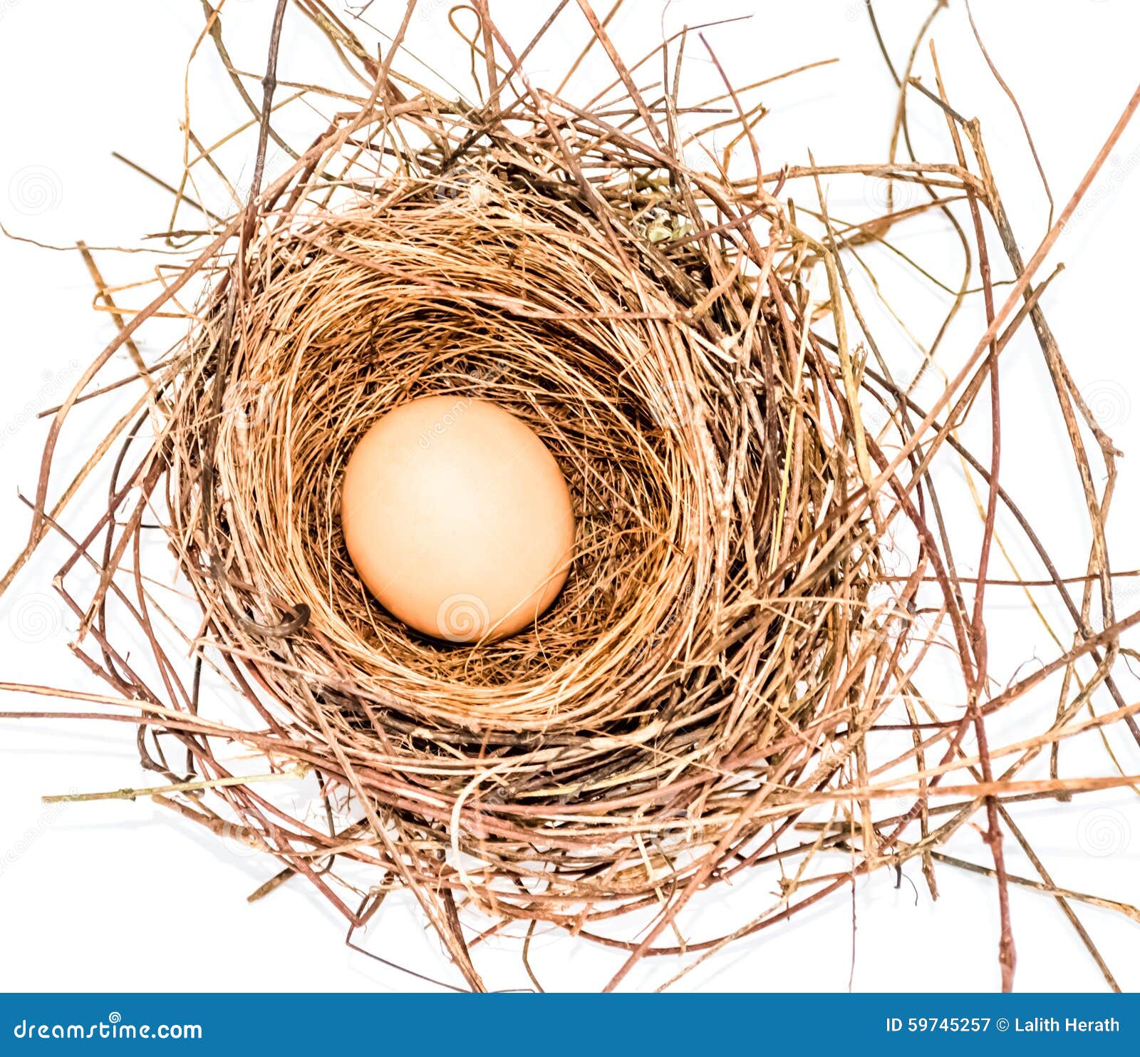 Egg in a nest stock image. Image of concepts, animal - 59745257