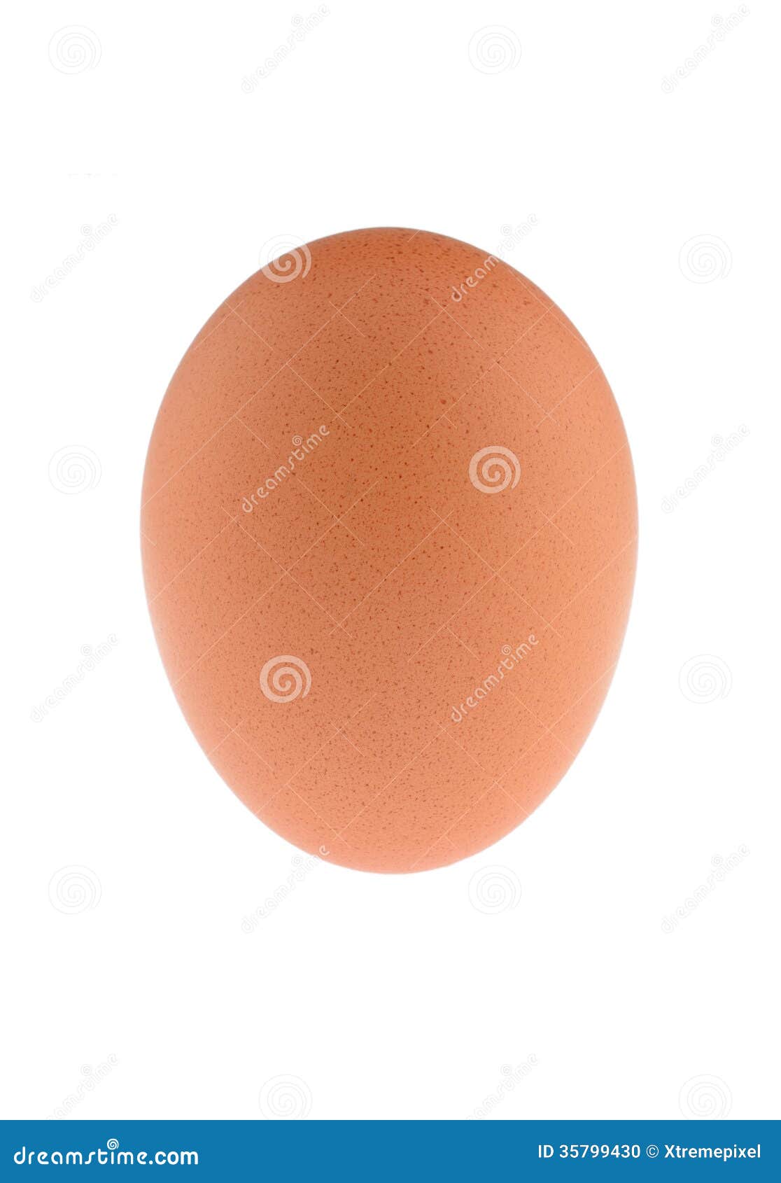 An Egg stock photo. Image of chicken, protein, edible - 35799430