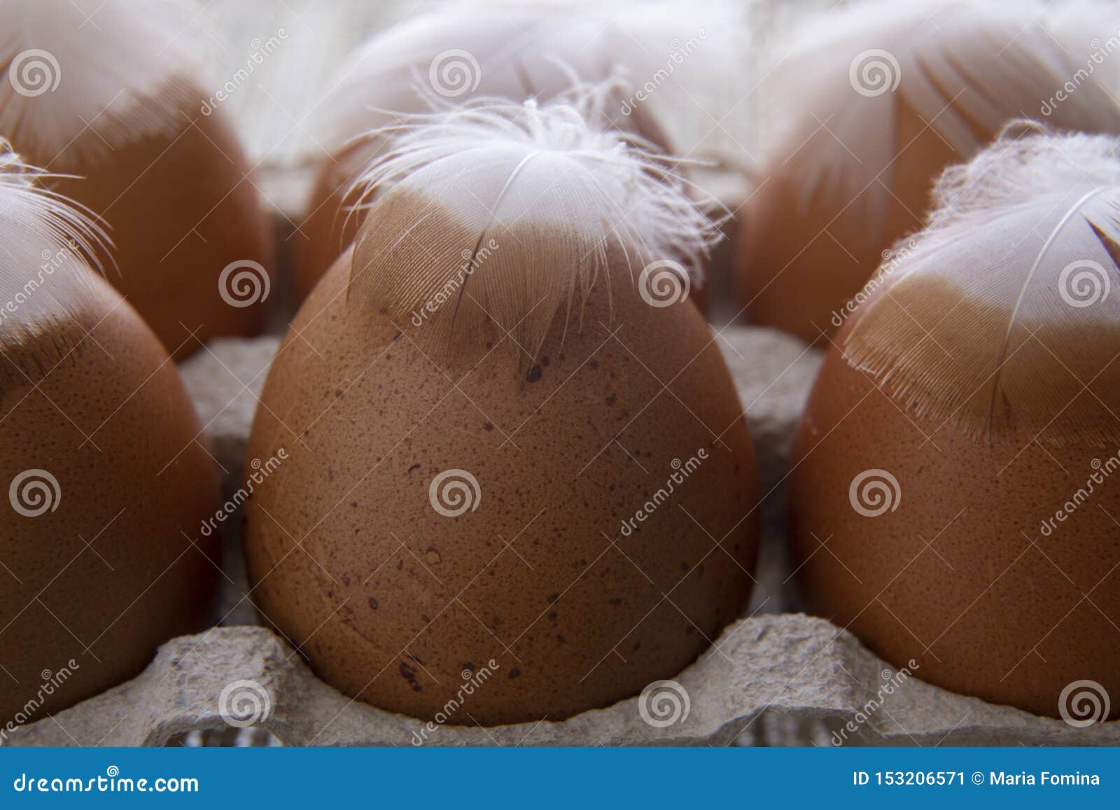 Egg. Ordinary Chicken Eggs stock image. Image of ingredient - 153206571