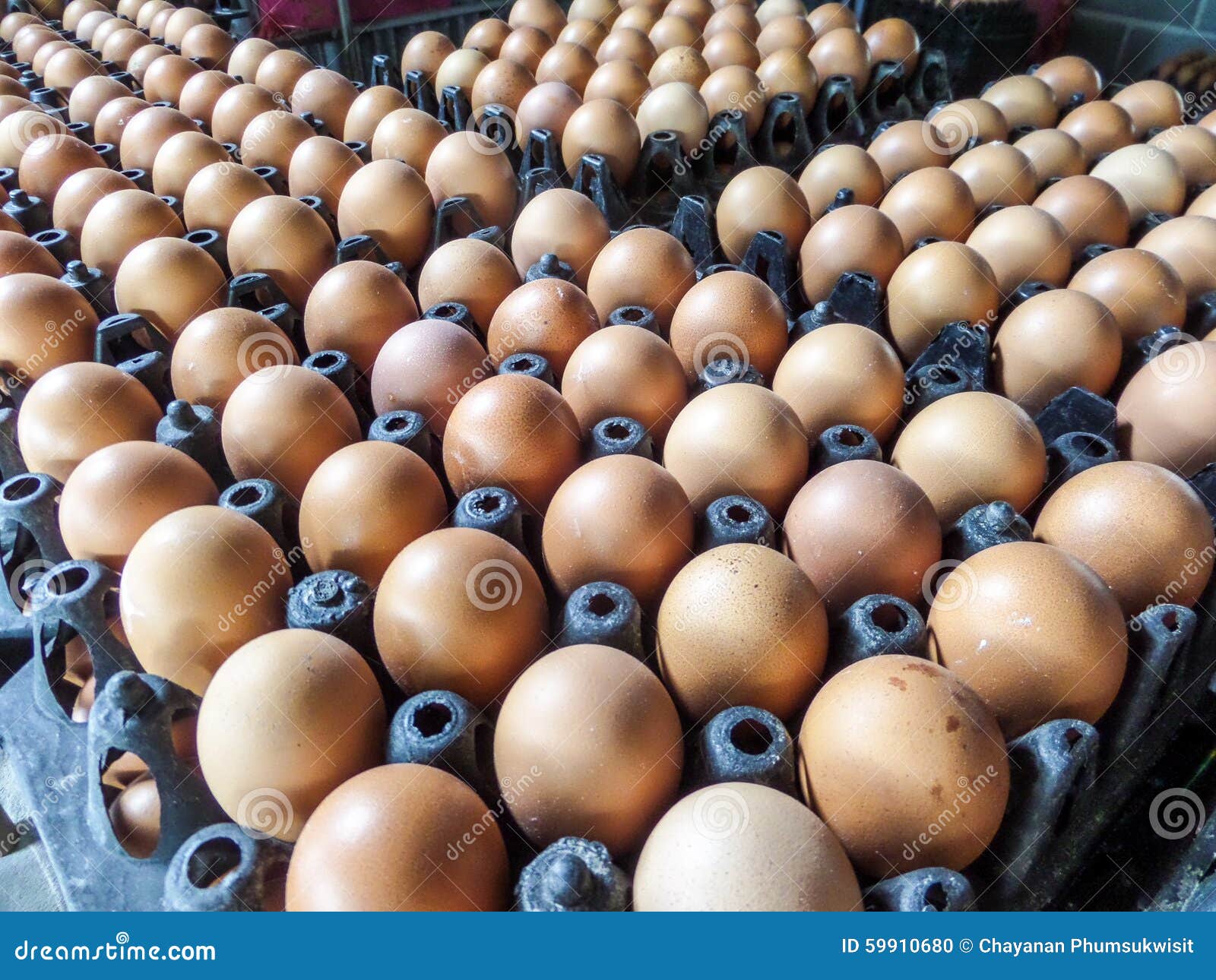 Egg on pack stock photo. Image of business, fresh, complexion - 59910680