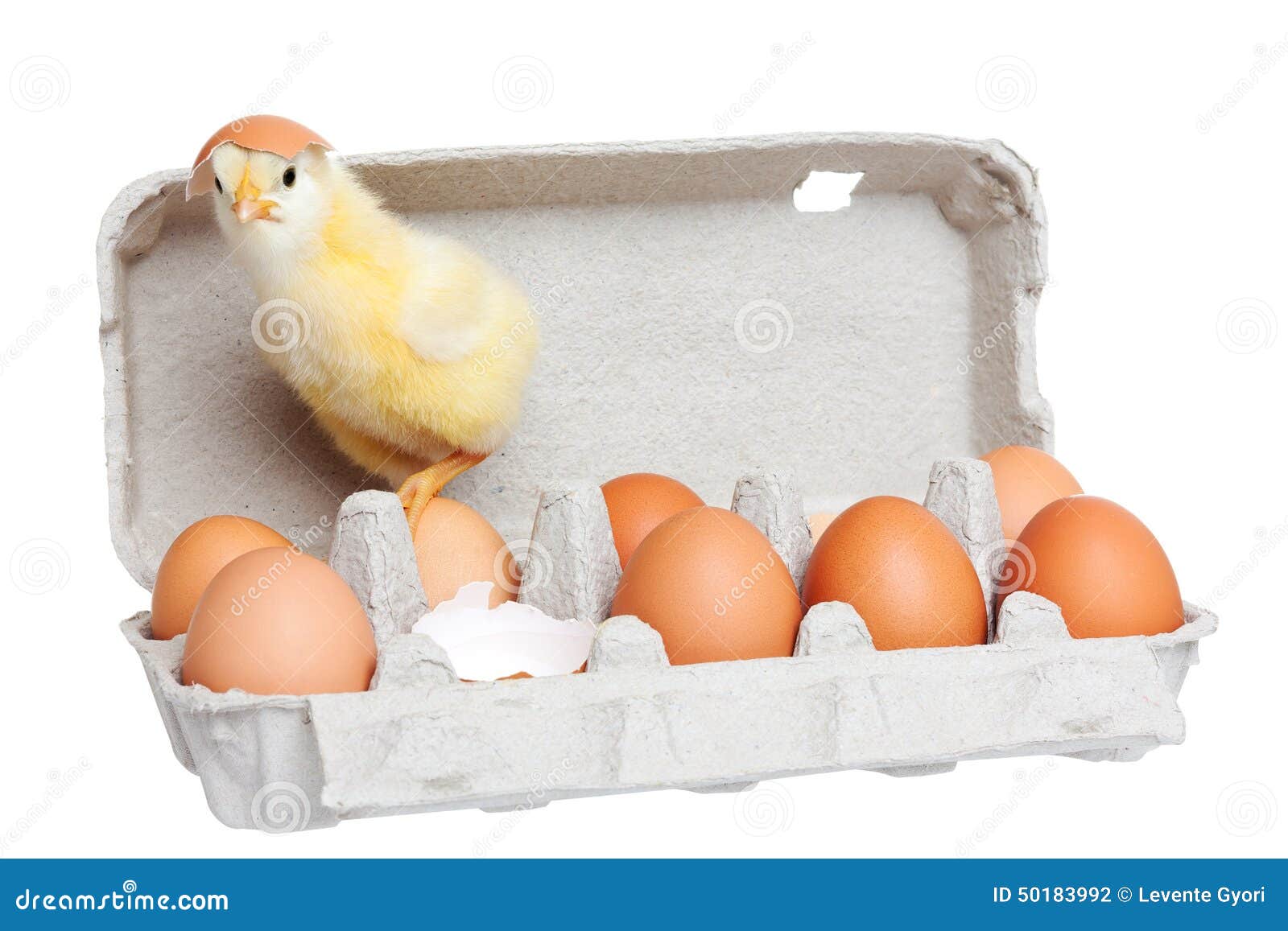 Egg Package with Cute Chick Stock Photo - Image of cute, beginning ...