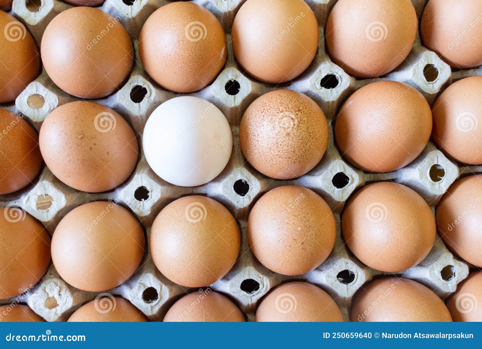 Egg Panel Egg Duck Food Shell Fresh Brown Stock Photo - Image of eggs ...