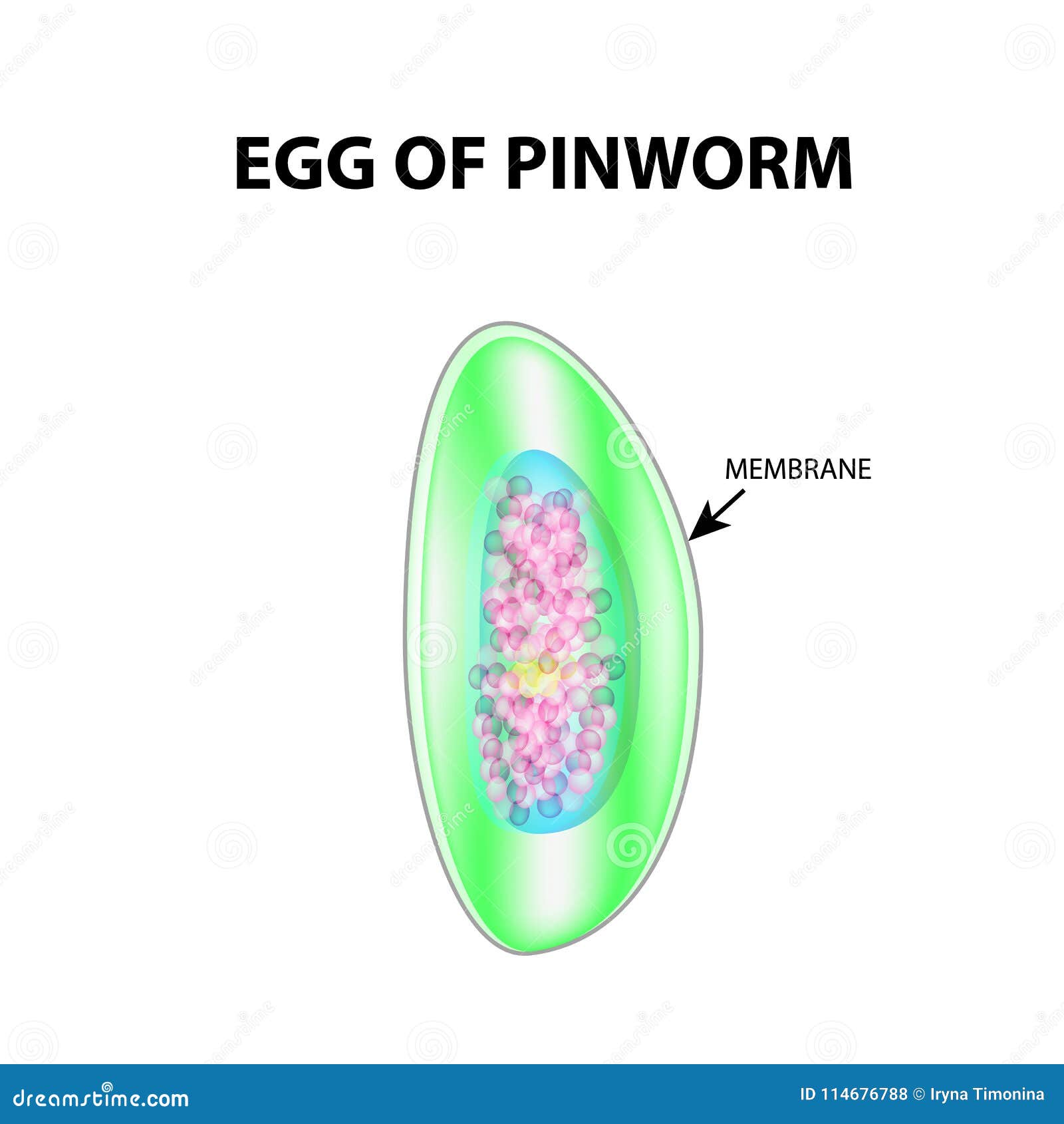 Egg Of Pinworm. The Structure Of An Egg Pinworm. Infographics. Vector ...