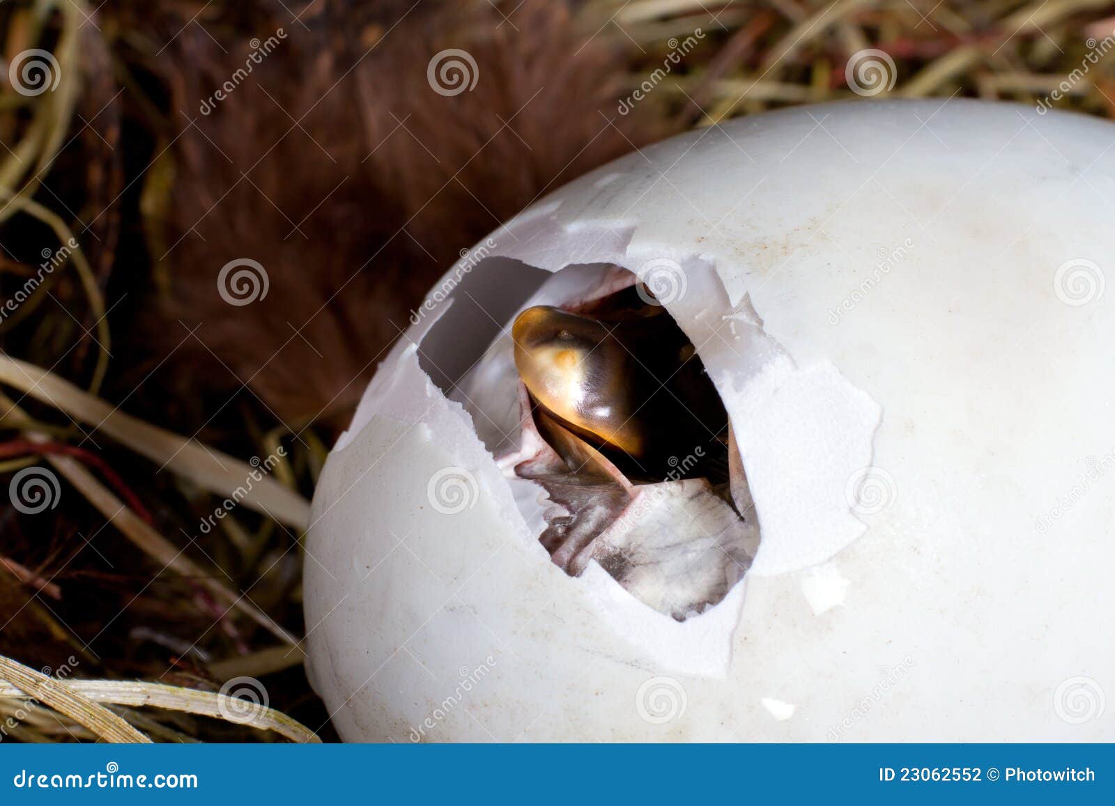 Egg pipping stock photo. Image of newborn, small, born - 23062552