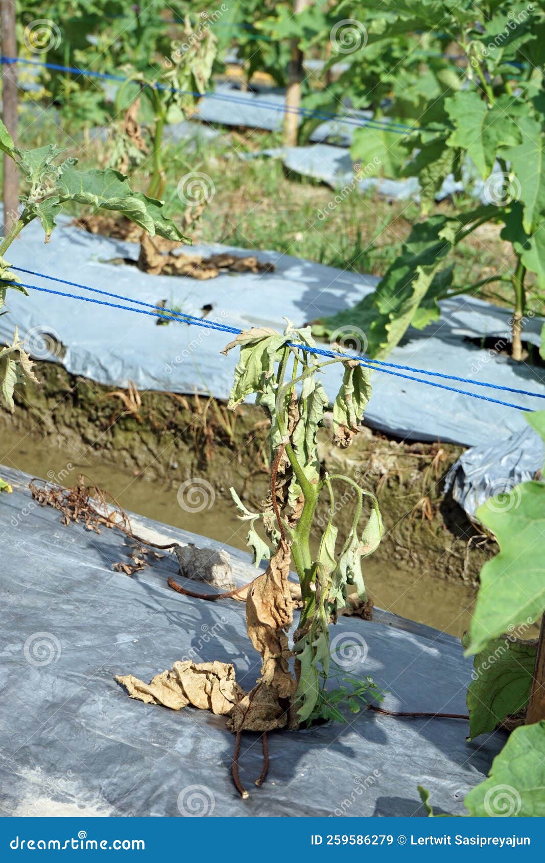 Egg Plant Wilt Disease Symptom Stock Image - Image of symptom, dead ...