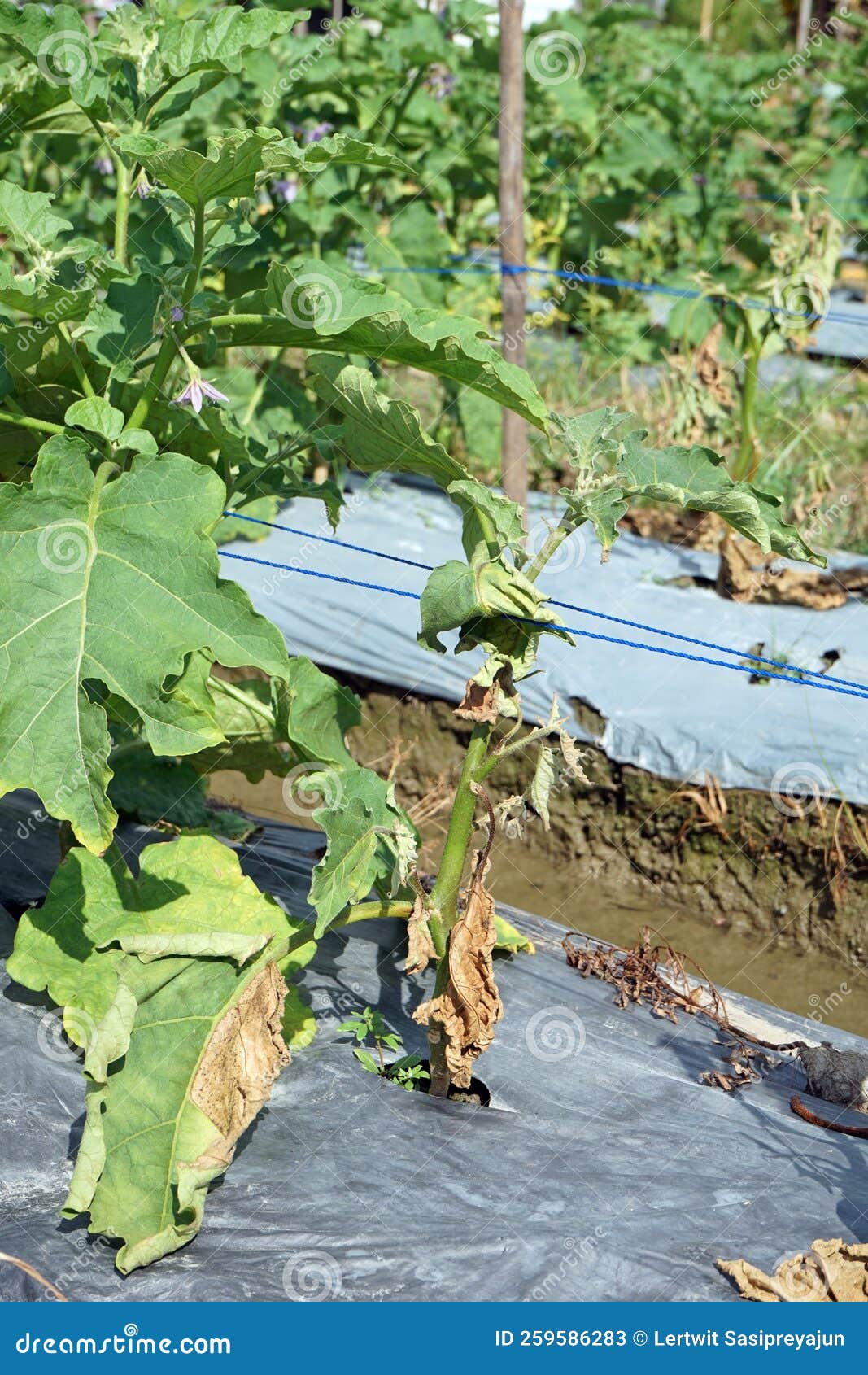 Egg Plant Wilt Disease Symptom Stock Image - Image of leaf, leaves ...