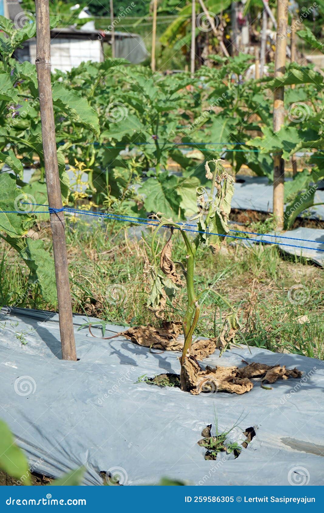 Egg Plant Wilt Disease Symptom Stock Image - Image of vegetables, stems ...